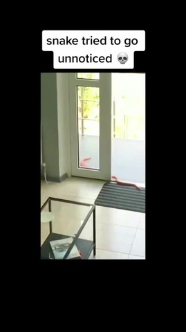 sneaky peaky like - Coub