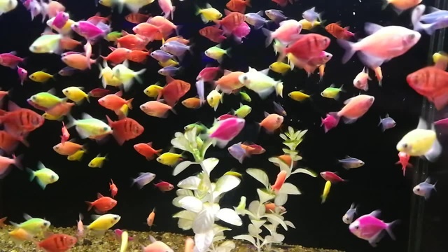 рыбы fish - Coub