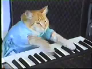 Charlie Schmidt's Keyboard Cat! - THE ORIGINAL! - Coub