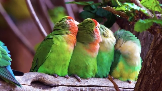 🦜 𝔸 𝕨𝕙𝕠𝕝𝕖 𝕠𝕗 ℙ𝕒𝕣𝕣𝕠𝕥𝕤 𝕒𝕝𝕝 𝕠𝕧𝕖𝕣 𝕥𝕙𝕖 𝕡𝕝𝕒𝕔𝕖 - Coub