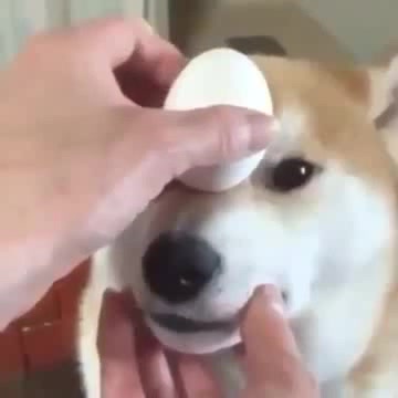 Egg doggo - Coub