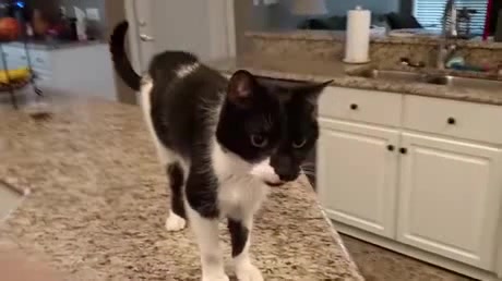 A cat with deep meow - Coub