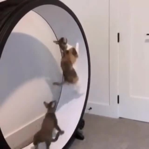 Fury Weekend - Another Brick In The Wall (Pink Floyd cover) - Coub