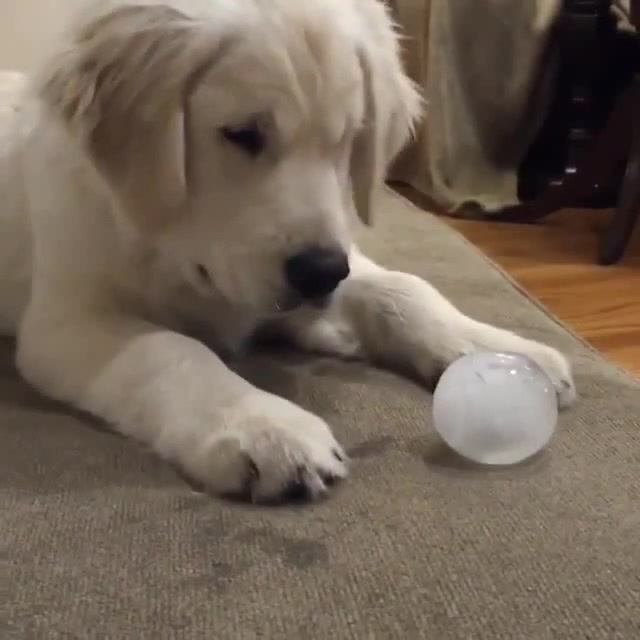 Shot by dogs_of_world_ - Coub