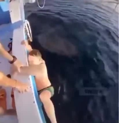 Whale Shark very dangerous - Coub