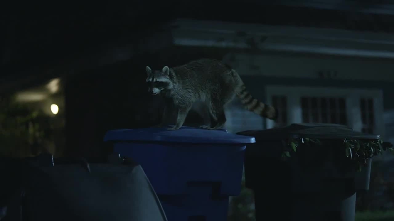 Raccoons, C'mon Try It! - It's What You Do - GEICO - Coub