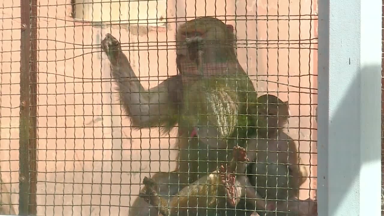 )) batumeli maimuni - Coub