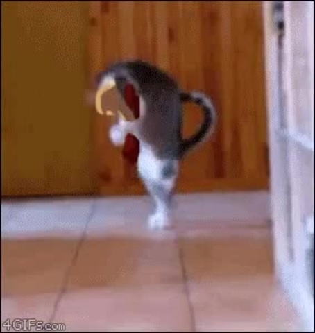 Barsik B. Good - Coub