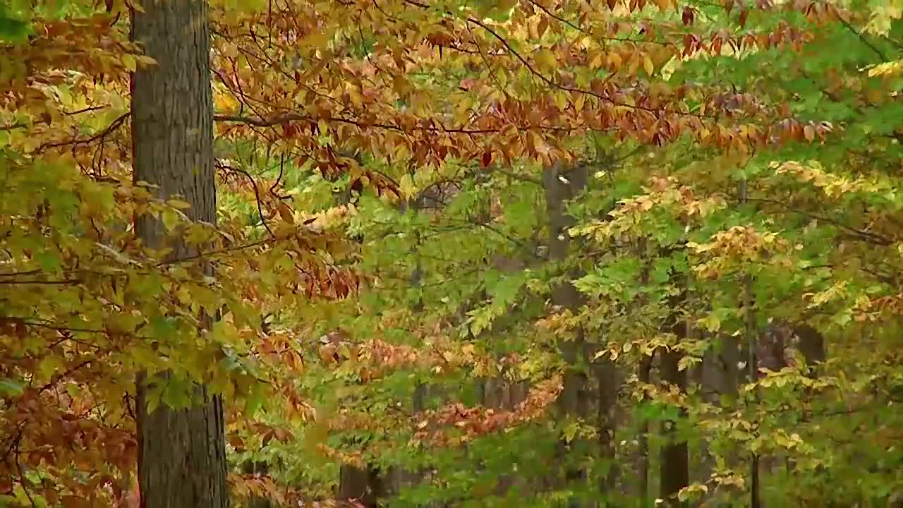 Autumn Leaves - Coub