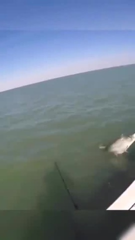 How Much Is The Fish? - Coub