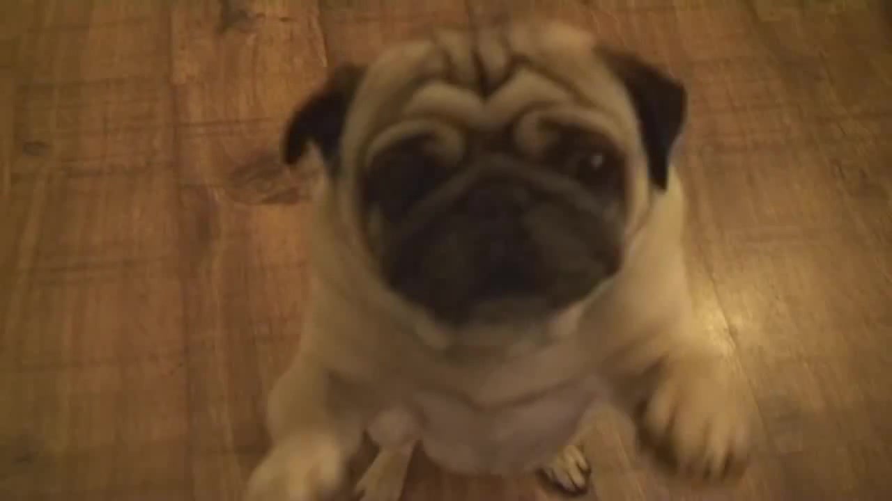 Pug Dog Dancing to Music - Coub
