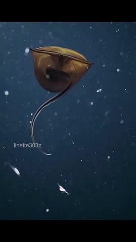 the midnight zone - Coub