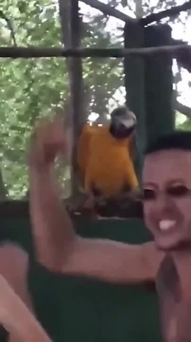 Rocker parrot - Coub