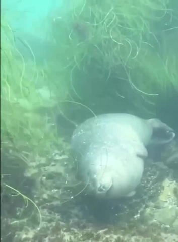 Underwater dreaming - Coub