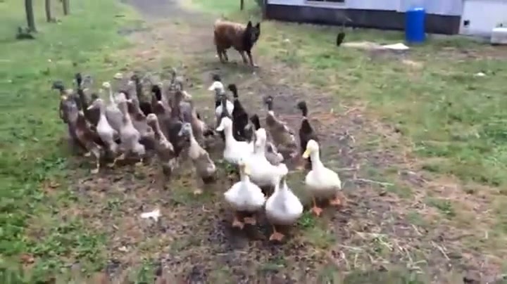 Dog a Hero of Ducks - Coub
