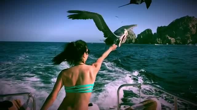 Octavia & Birds - Coub