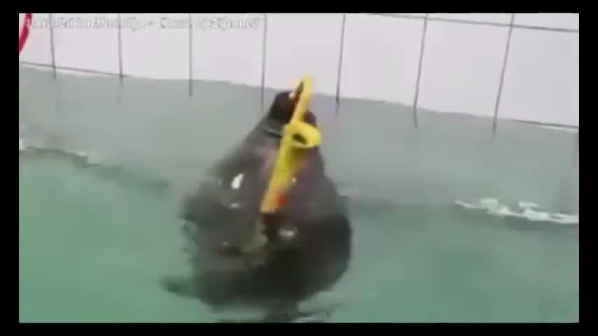 Seal Playing Saxophone - Coub