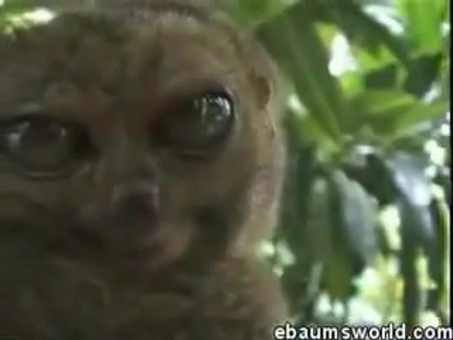 The Dramatic Lemur - Coub