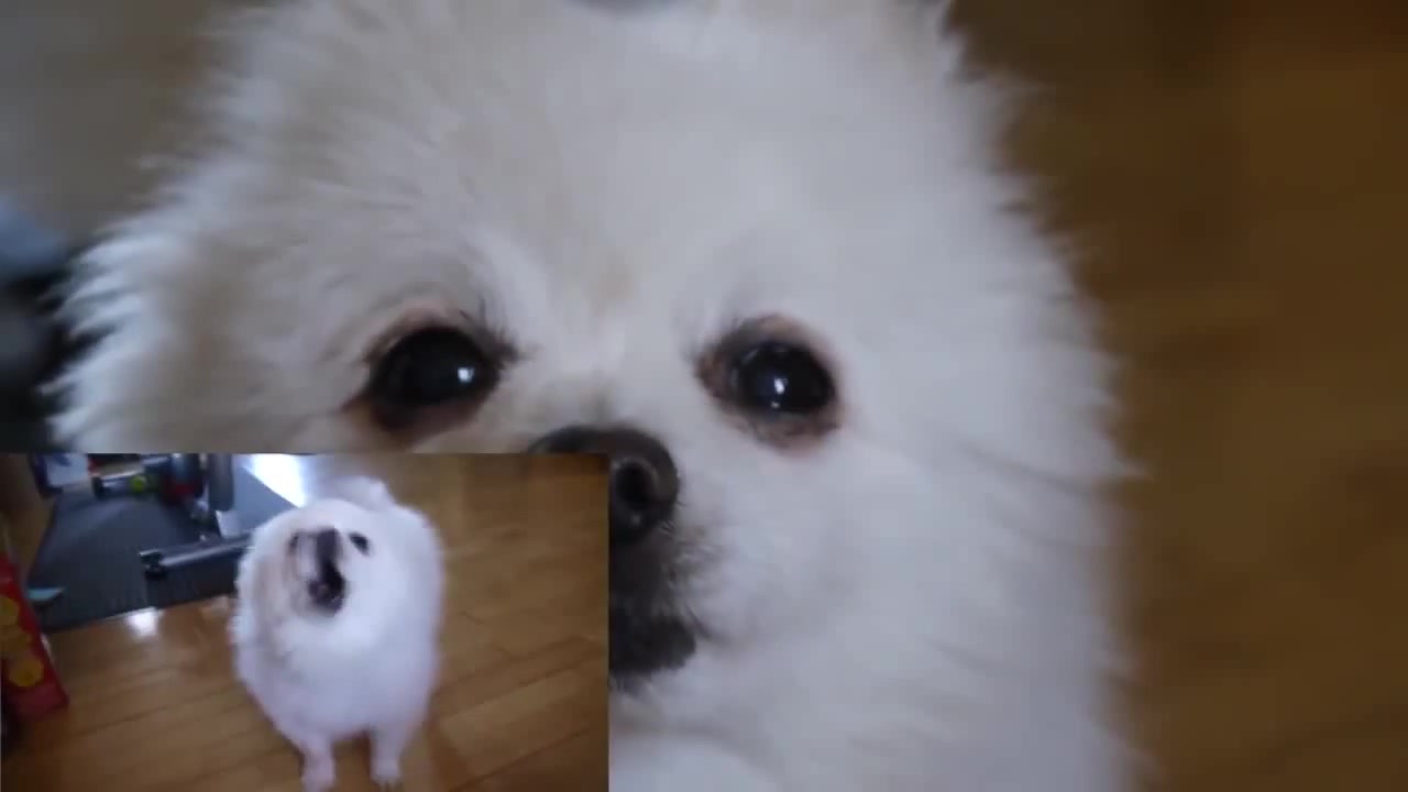 Gabe the dog - The Final Countdown - Coub