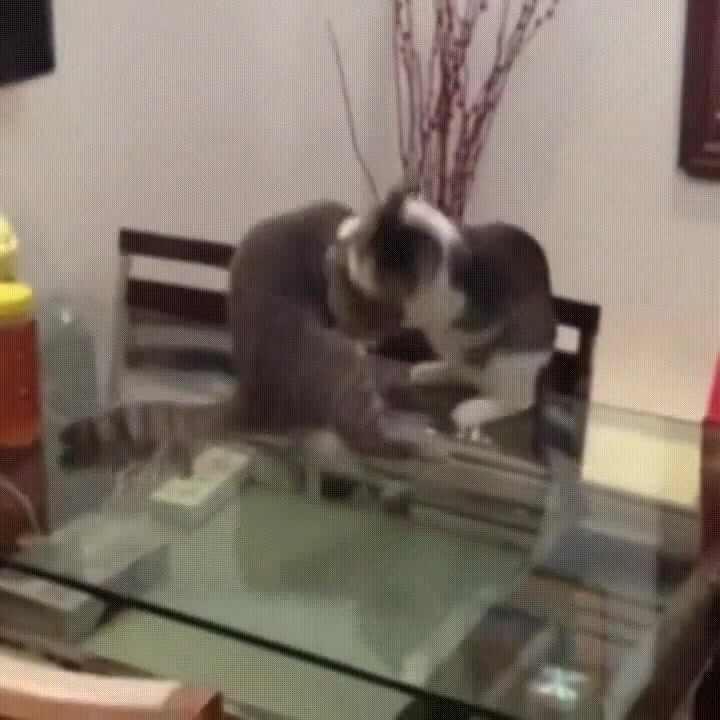 His name is Cat Cena - Coub