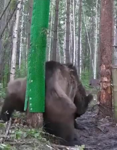 Bear Dance - Coub