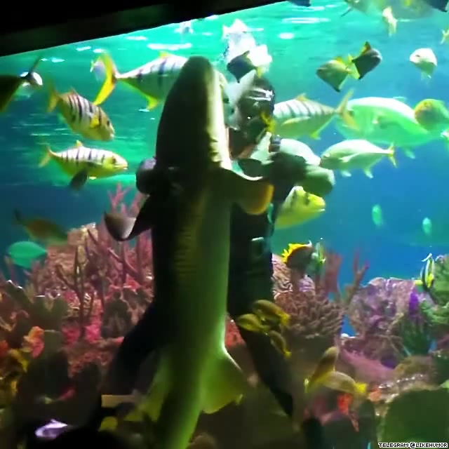 Sam Brown - Shark - Coub