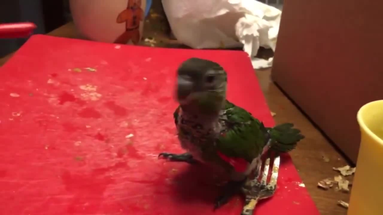 Half life bird - Coub