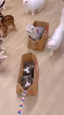 Cats in box - Coub