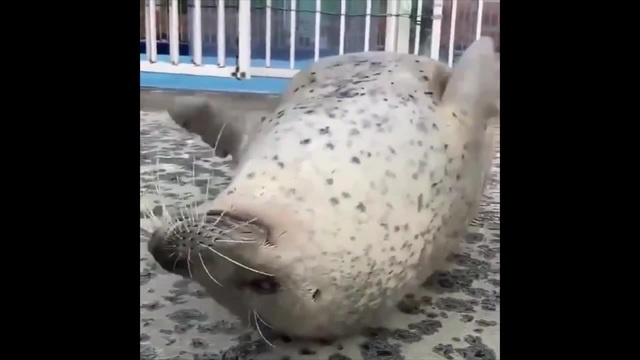 seal loves you - Coub