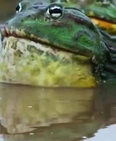 Frog Wrestling! - Coub