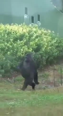 circle walking - Coub