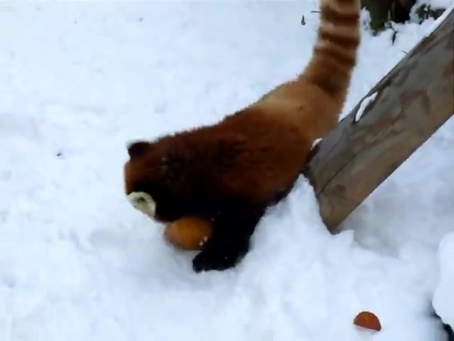 Red Pandas - Coub