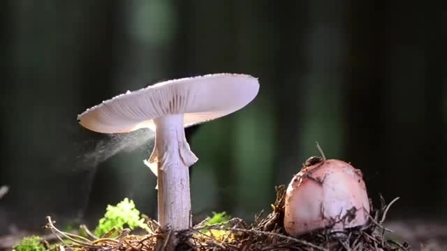 Mushroom - Coub