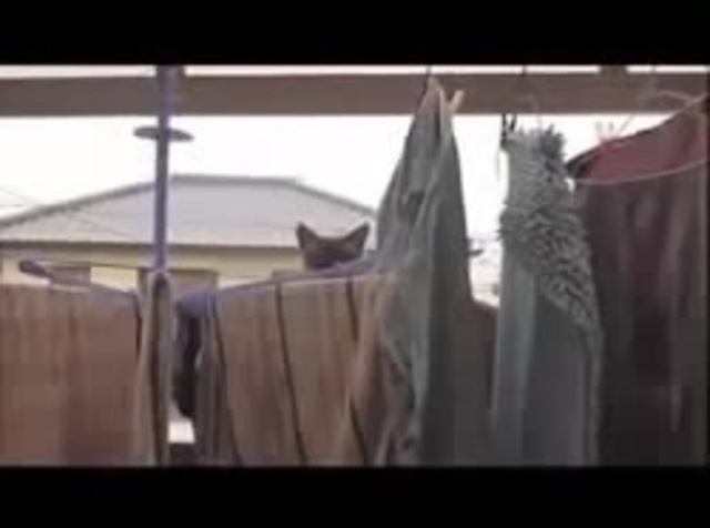 Cat Jump Fail with Music: Sail by AWOLNATION - Coub