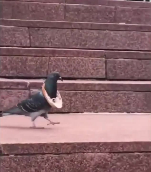 Swag Bird - Coub