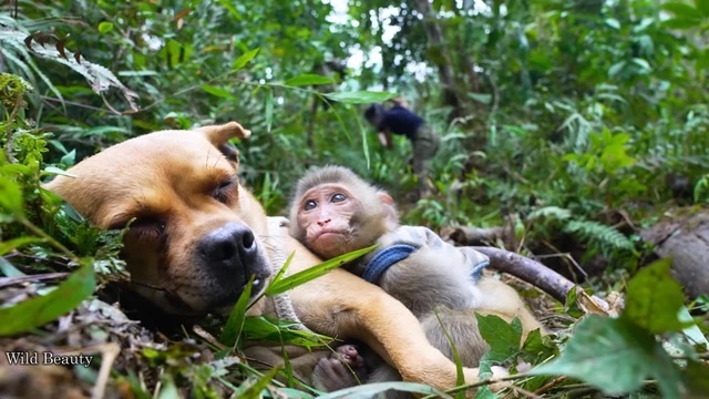 Doggiе and monkey sleep, woman work - Coub