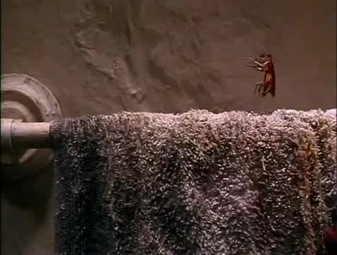 Cockroaches singing and dancing - Coub