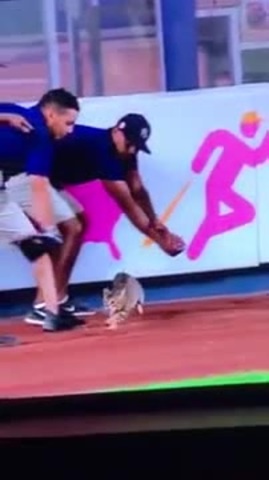 Fluffy coursing - Coub