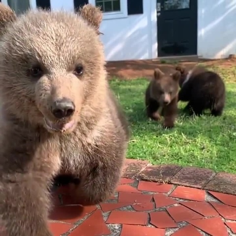 #tvorec08_mirror little bears - Coub