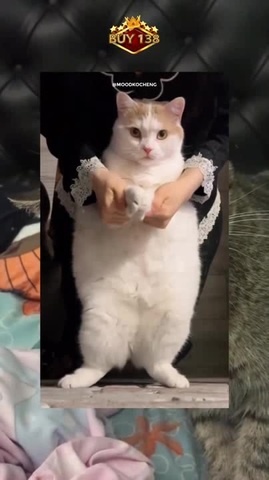 Dancing Fat Cat - Coub
