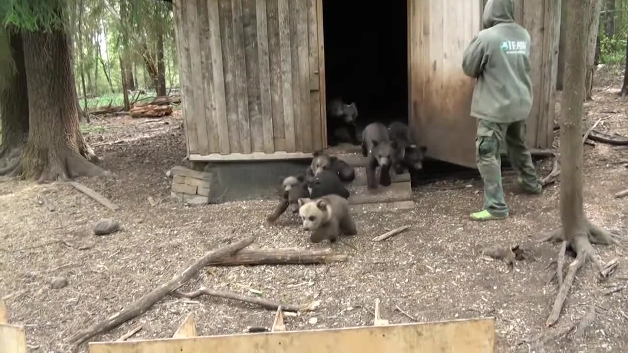 Пажетнов Вася и медвежата Pazhetnov Vasya & bear cubs - Coub