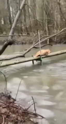 DREAM RESCUERS - Coub