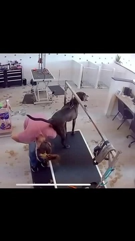 Bad doggo🤣🤣🤣 - Coub