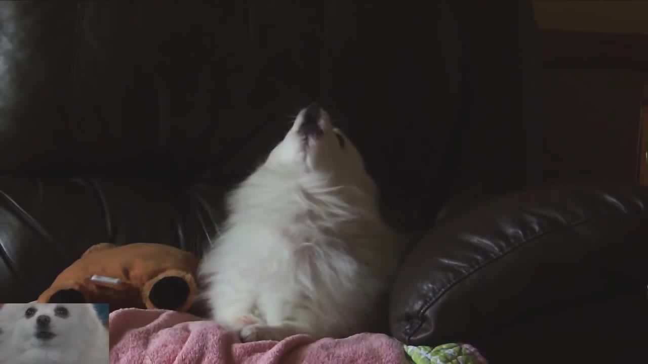 and they don't stop borkin' - Coub