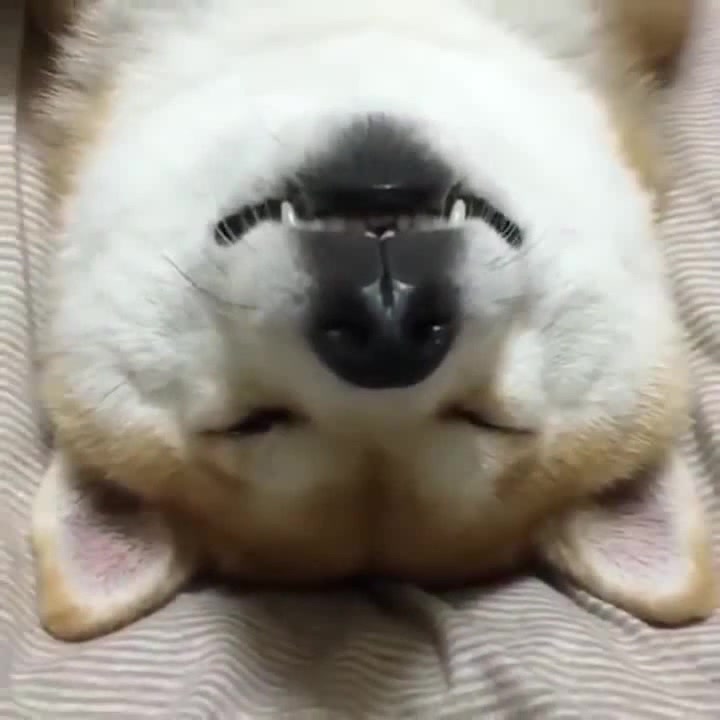 Smallest shibes on a big shibe! - Coub