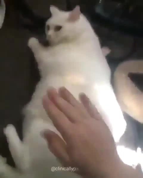 Cat slapping - Coub