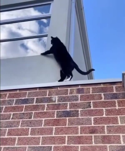 Cat agent - 007 - Coub