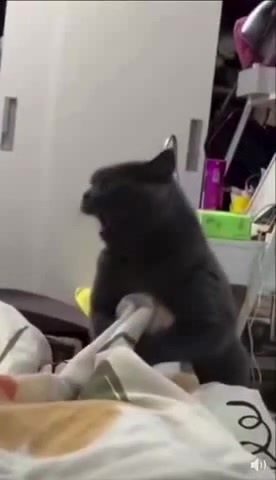 evil cat / ивал кэт - Coub