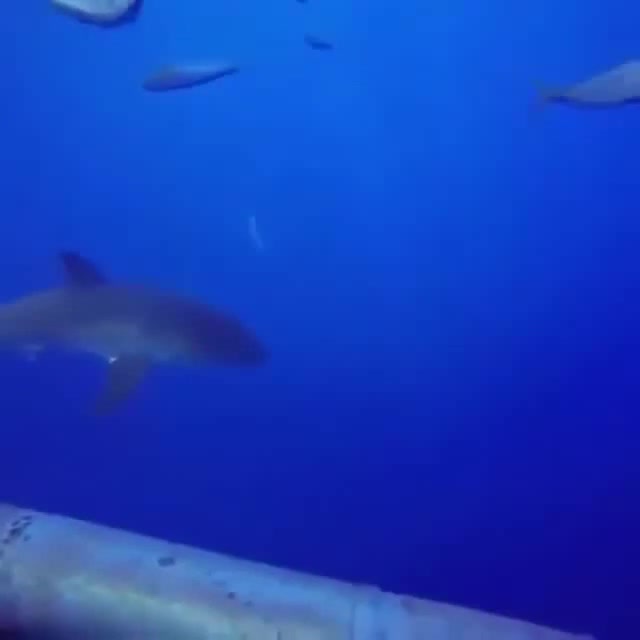 Shot by hehe_m8 - Coub