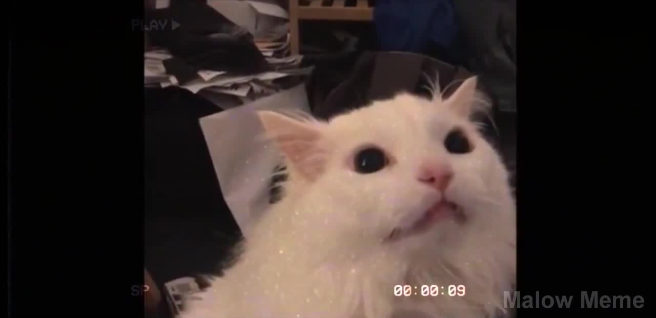 The Weeknd - Blinding Lights - Cat Cover - Coub